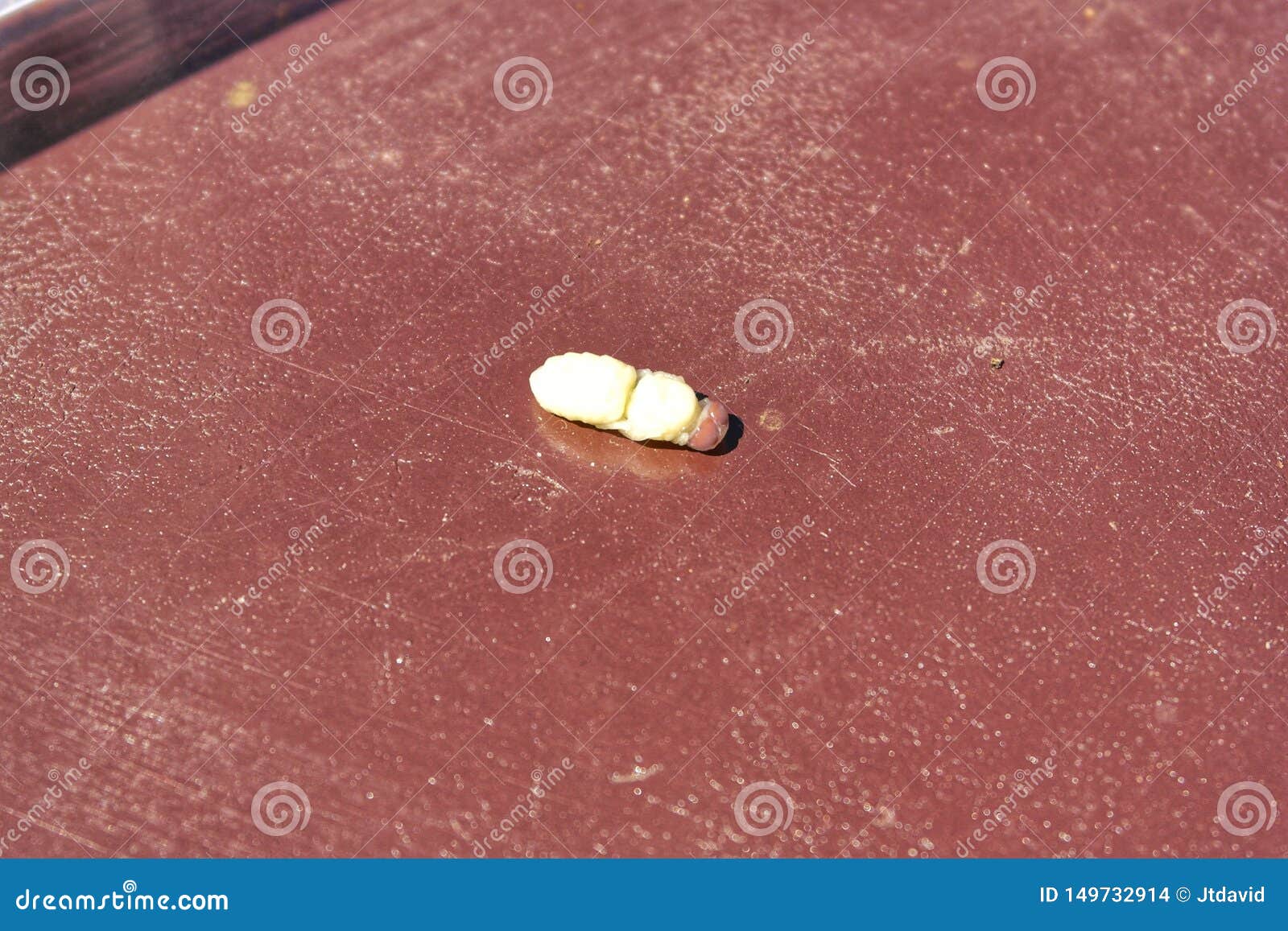 Bee Larva stock photo. Image of europe, wild, beehive - 149732914