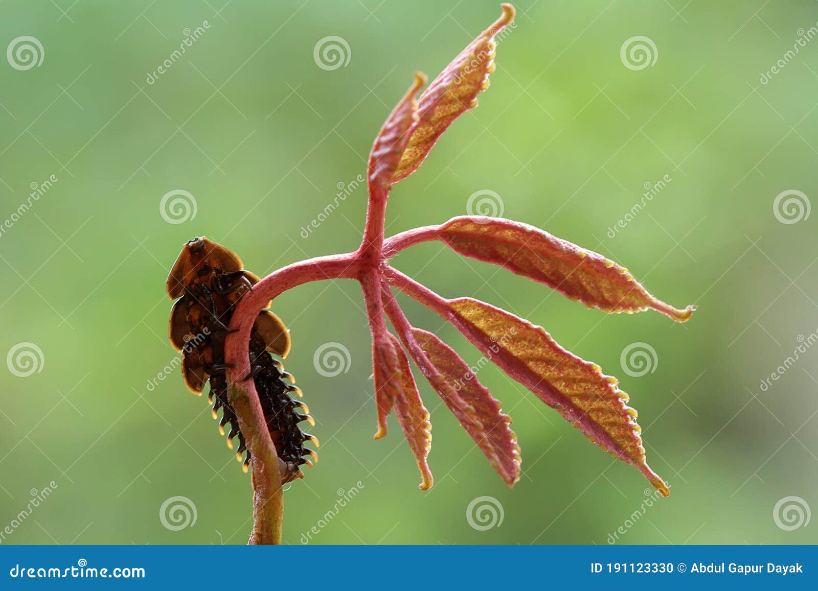 Bee Larva on Leaf stock photo. Image of hole, caterpillar - 191123330