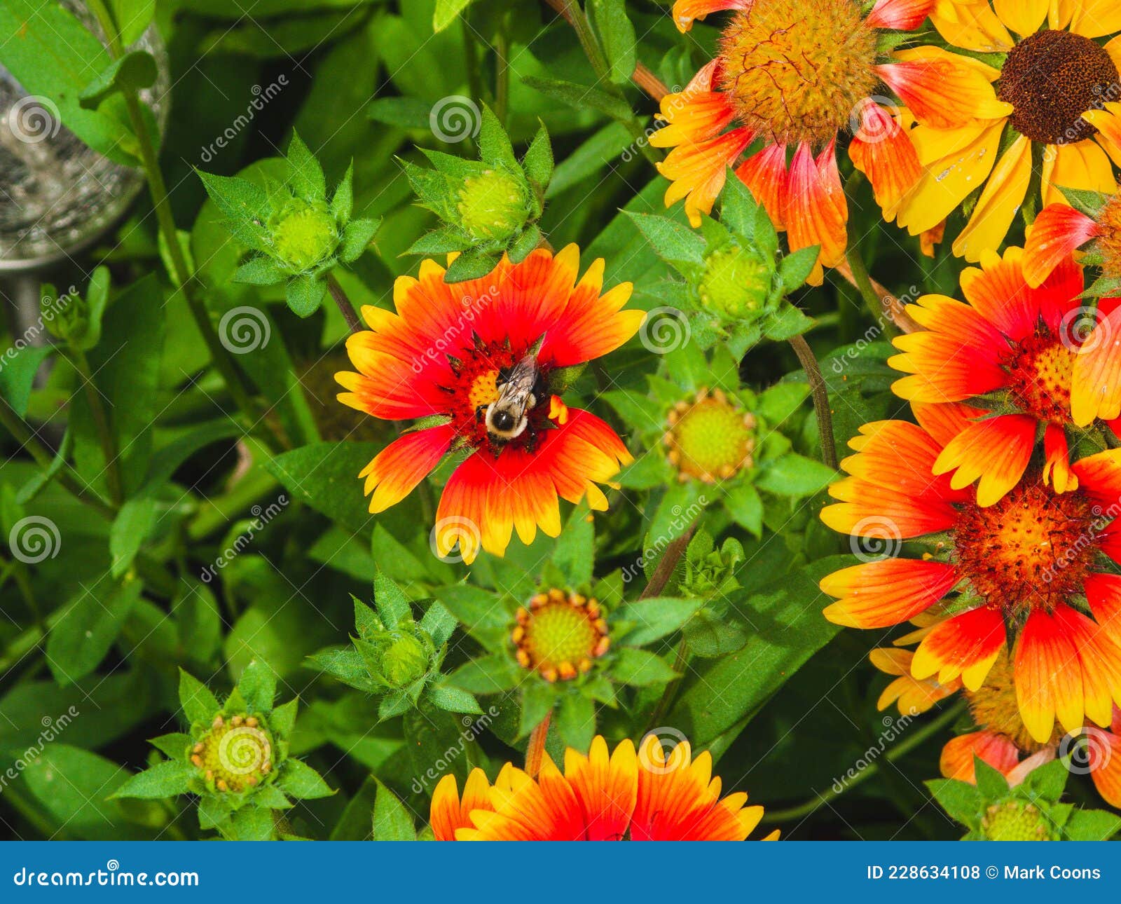 Red Painted Daisies Flowers, Latin Name Tanacetum Coccineum Or ...