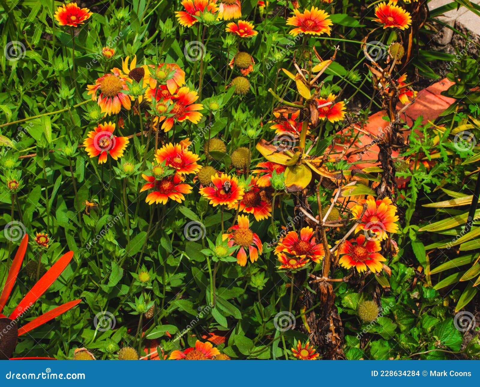 Red Painted Daisies Flowers, Latin Name Tanacetum Coccineum Or ...