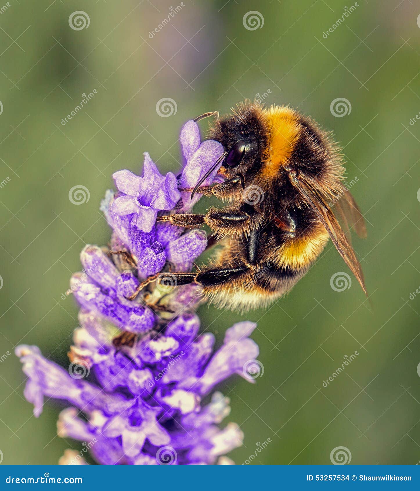 Bee on Lavander stock photo. Image of blossom, botany - 53257534