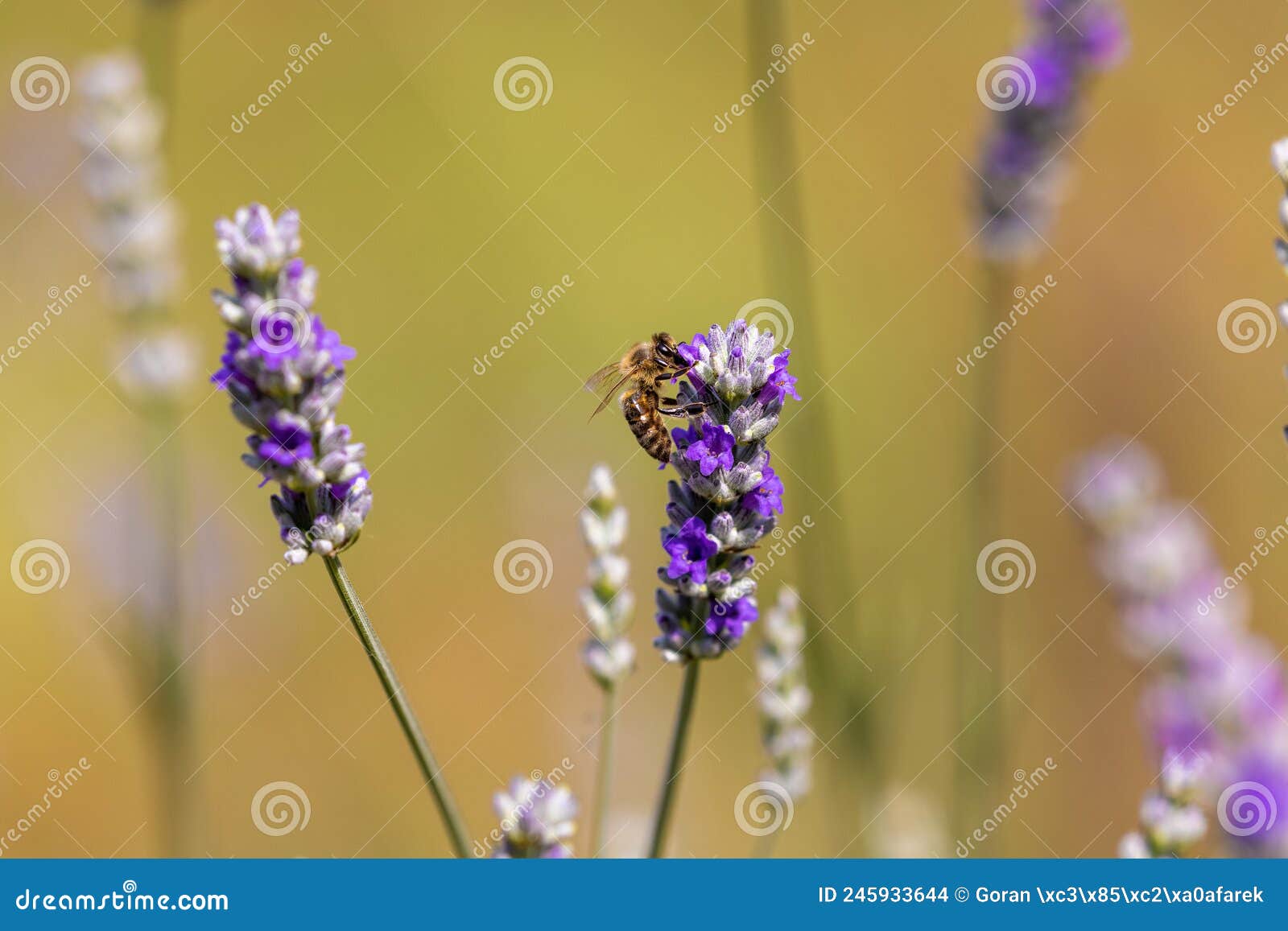 A Bee on Lavandula Lavender Stock Photo - Image of background, animal: 245933644