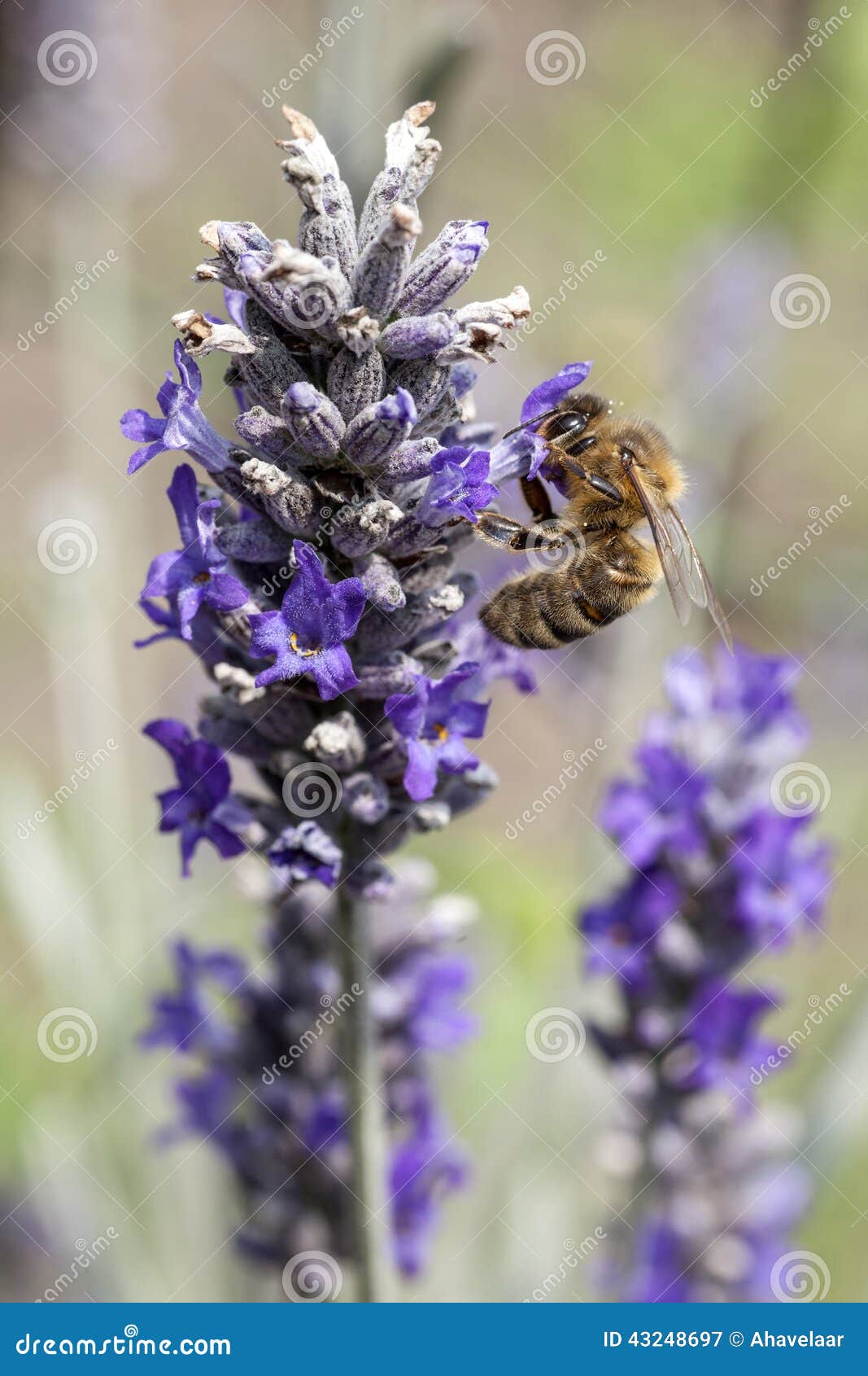 Bee on lavender stock image. Image of close, colorful - 43248697