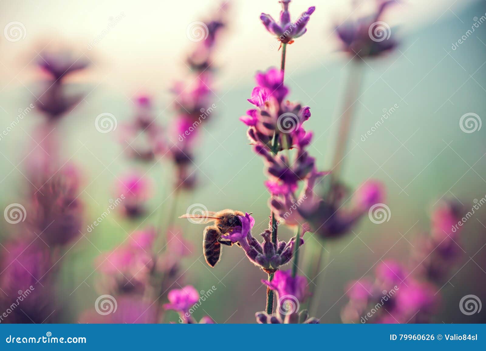 Bee on Lavender Flower in the Field Stock Photo - Image of aromatherapy ...