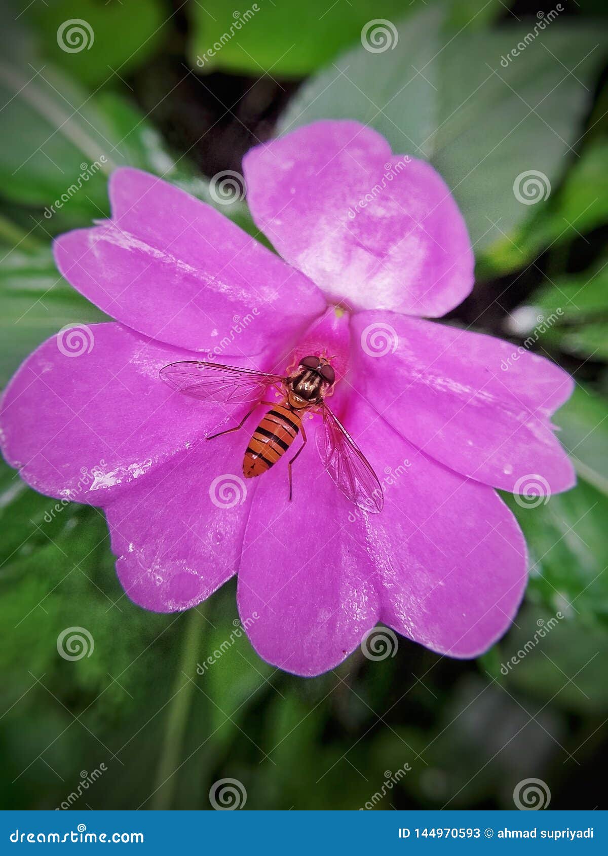Bee lay on pink flower stock image. Image of nature - 144970593