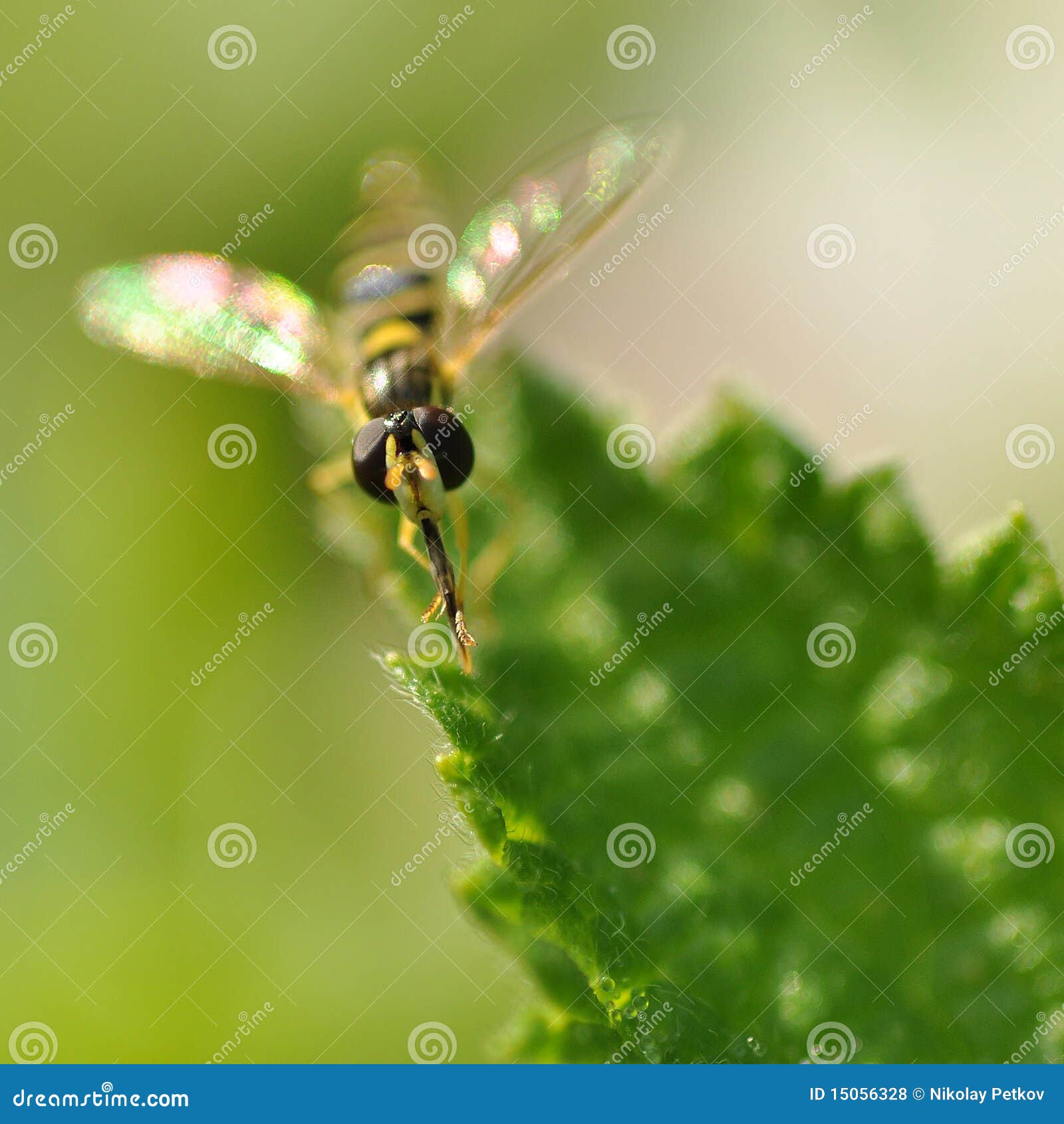 Bee on leaf stock photo. Image of details, work, works - 15056328