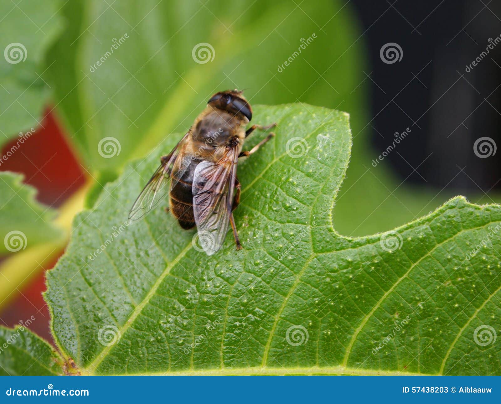 Bee on leaf stock image. Image of green, outdoors, apidae - 57438203