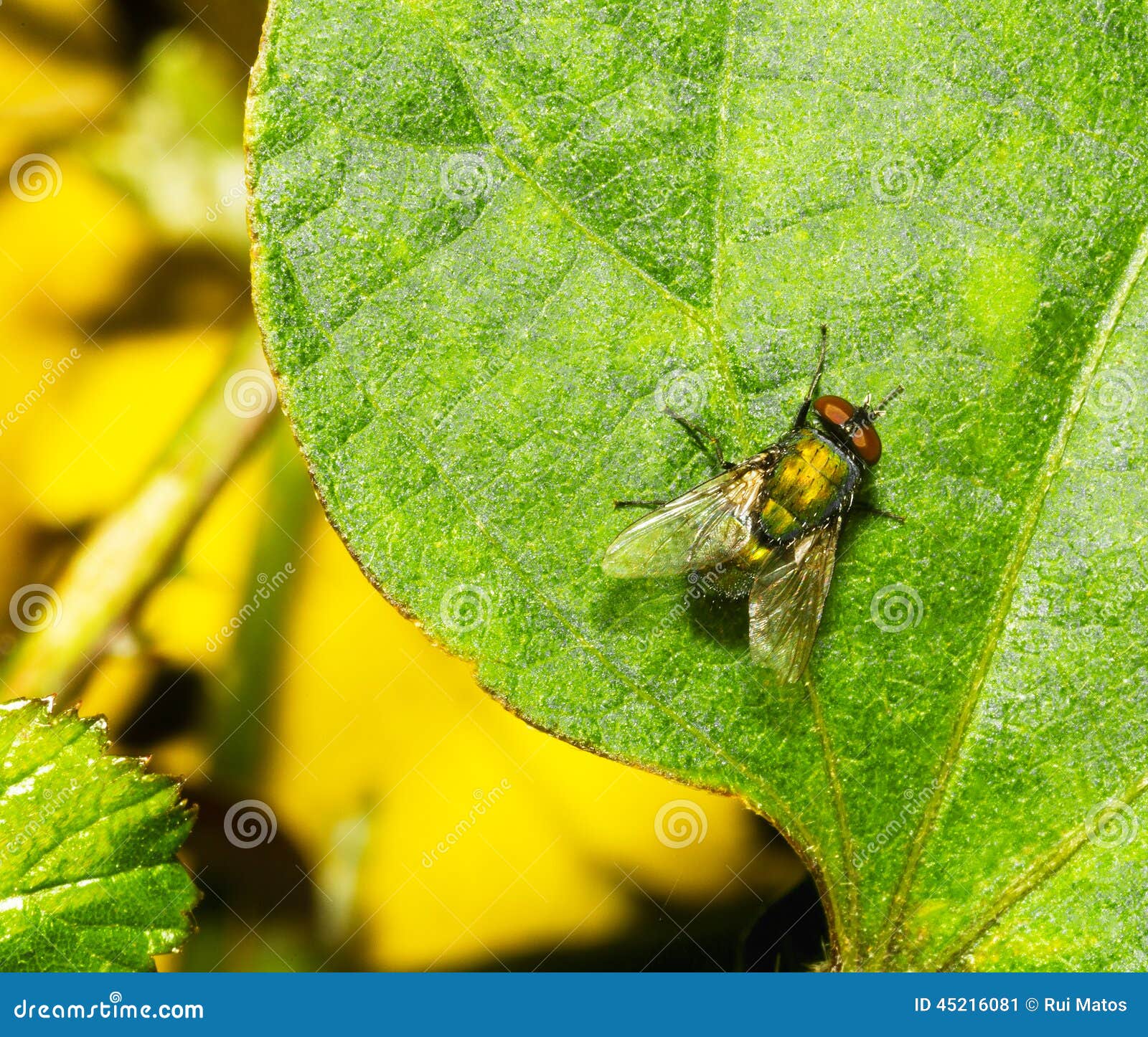 Bee and leaf stock image. Image of animal, rural, macro - 45216081