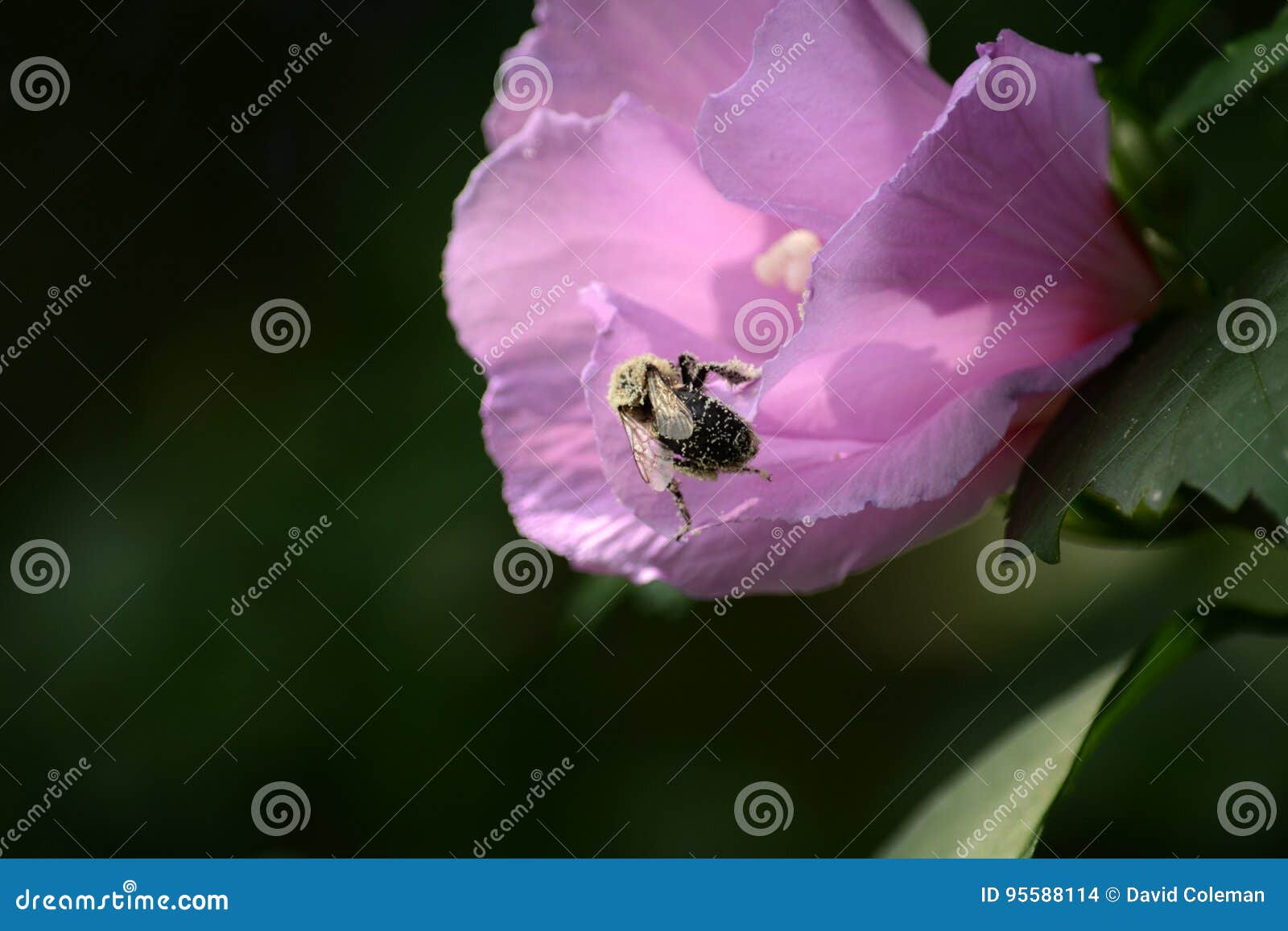 Bee leaving flower stock photo. Image of gathering, flyng - 95588114
