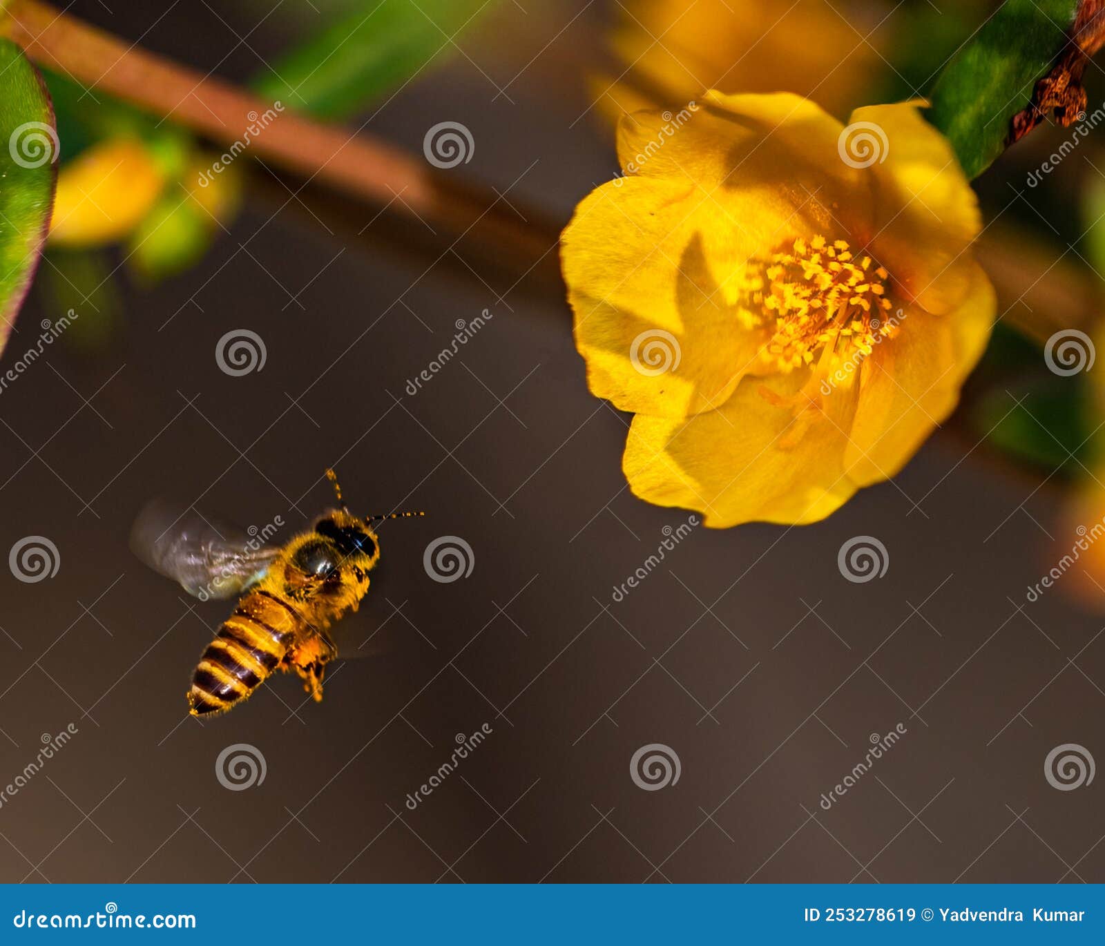 A Bee with Legs Full of Pollen Stock Image - Image of detail, closeup ...