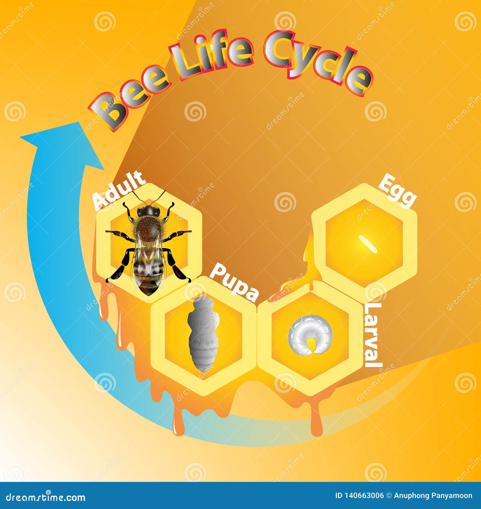 Bee Life Cycle Background Vector Stock Vector - Illustration of adult ...