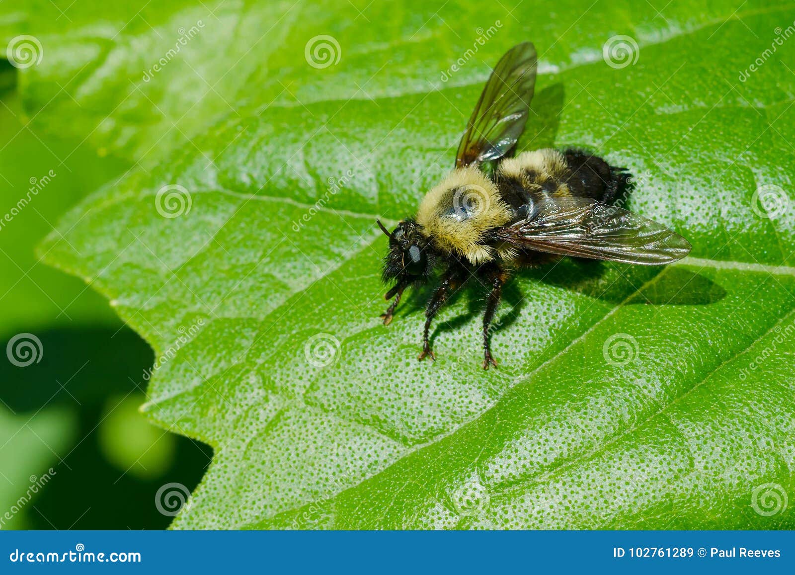 Bumble Bee Mimic Robber Fly - Laphria Thoracica Stock Image - Image of ...