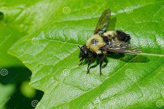 Bumble Bee Mimic Robber Fly - Laphria Thoracica Stock Image - Image of ...