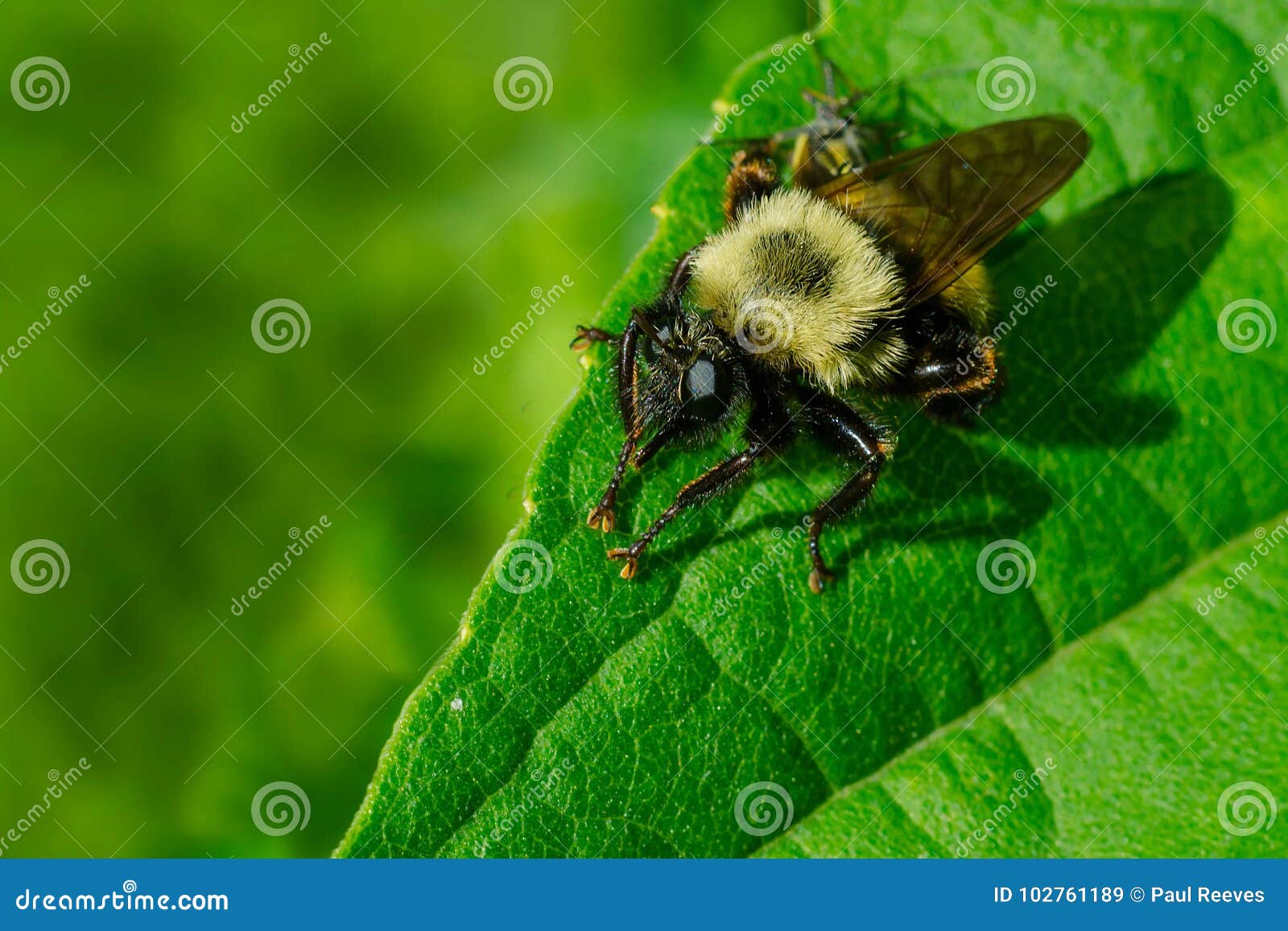 Bumble Bee Mimic Robber Fly - Laphria Thoracica Stock Image - Image of ...