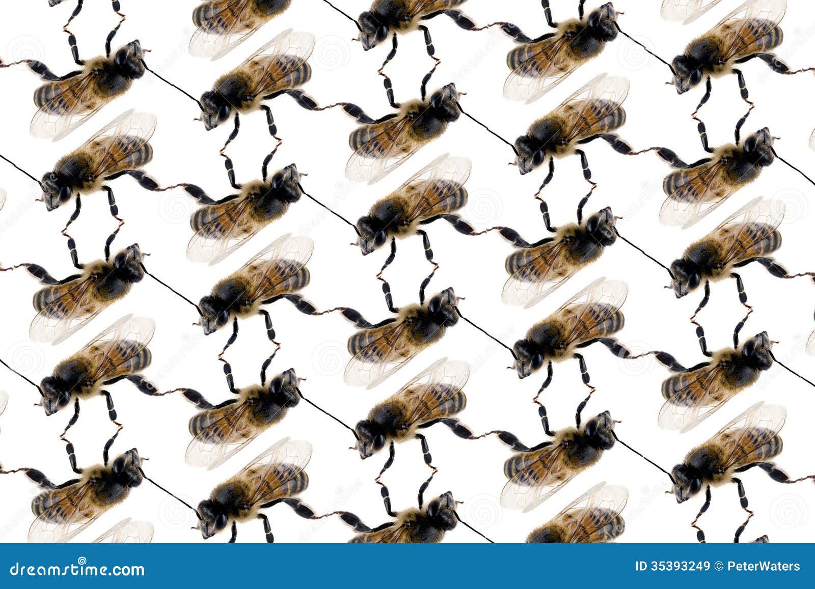 Bee Line Pattern on White Background Stock Image - Image of macro ...