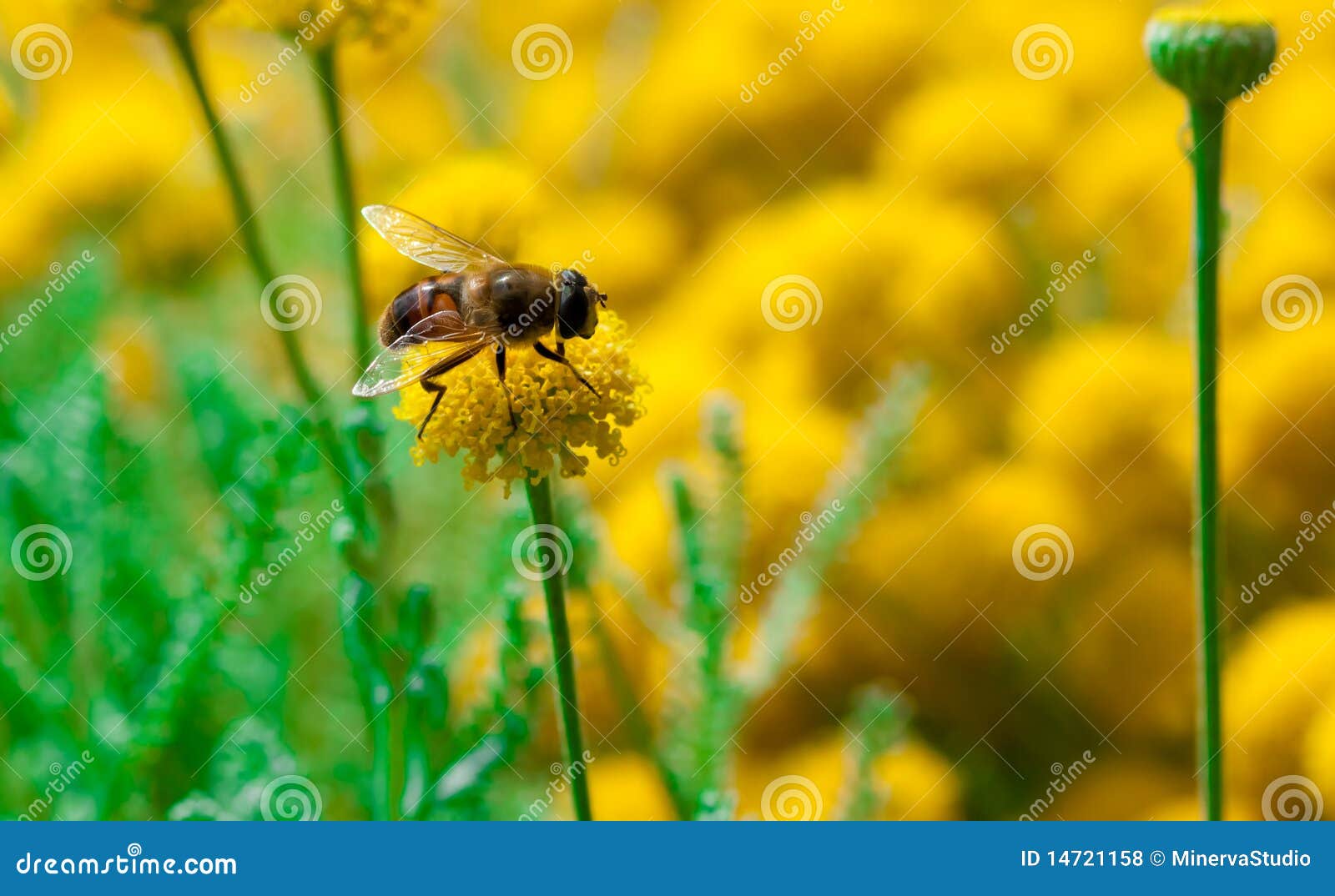 Bee on a little flower stock photo. Image of background - 14721158