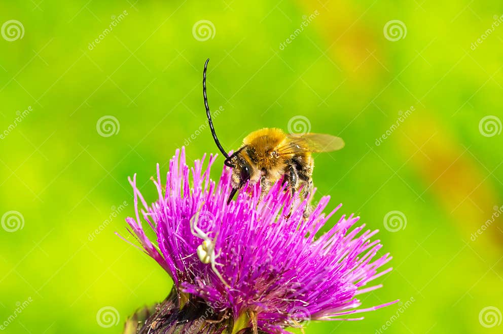 A Bee with Long Antennas Drinks Nectar from Flower Stock Image - Image ...