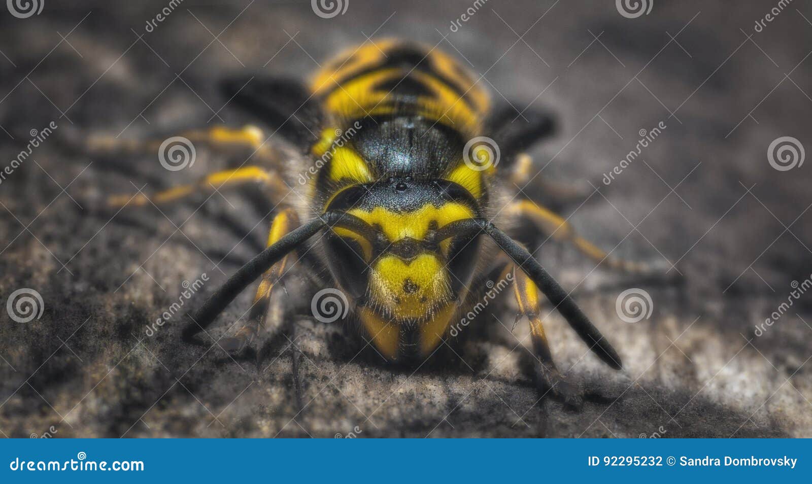 A bee stock photo. Image of macrophotography, looking - 92295232