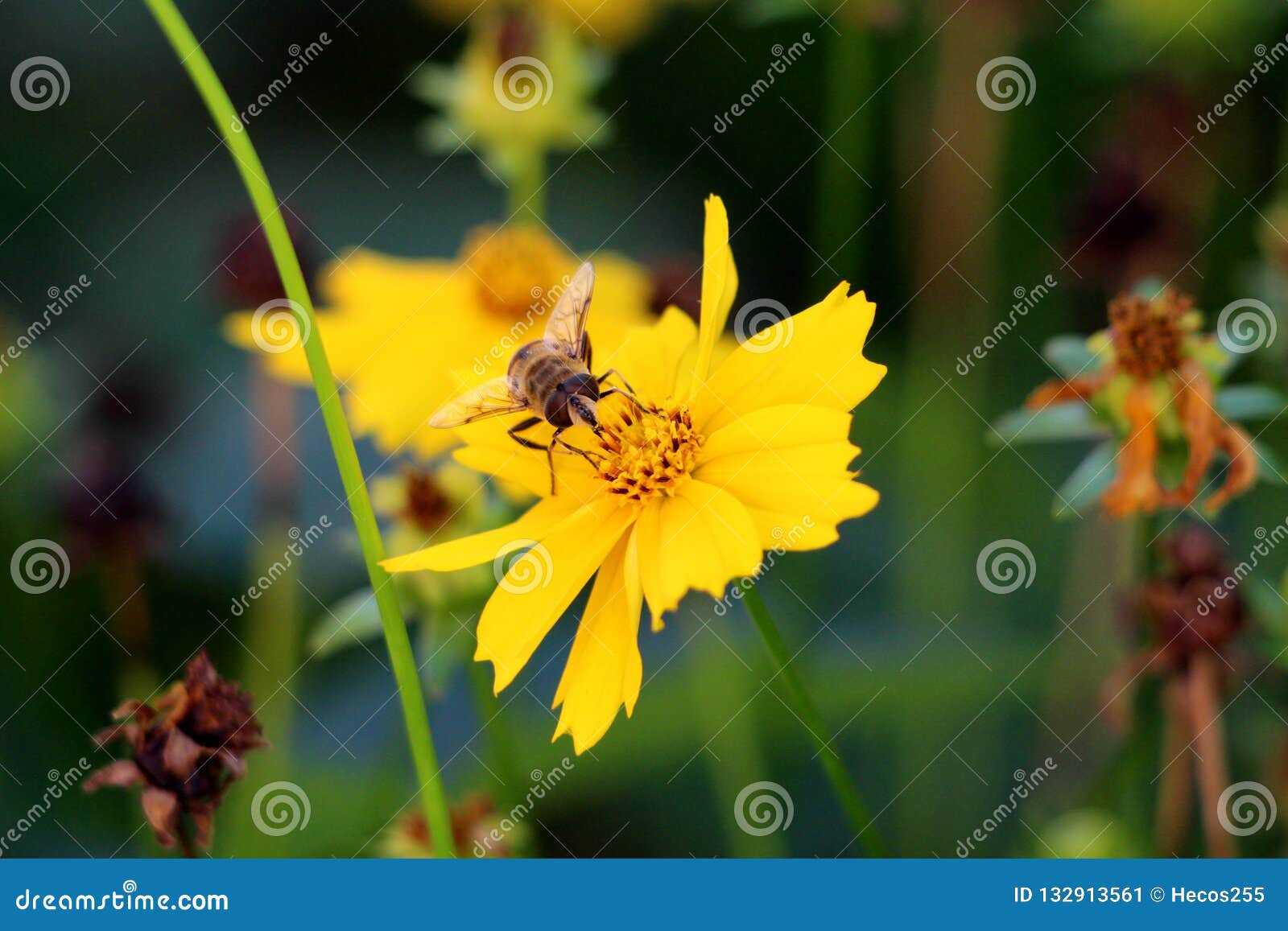 Bee Looking Directly at Camera while Standing on Lance-leaved Coreopsis ...