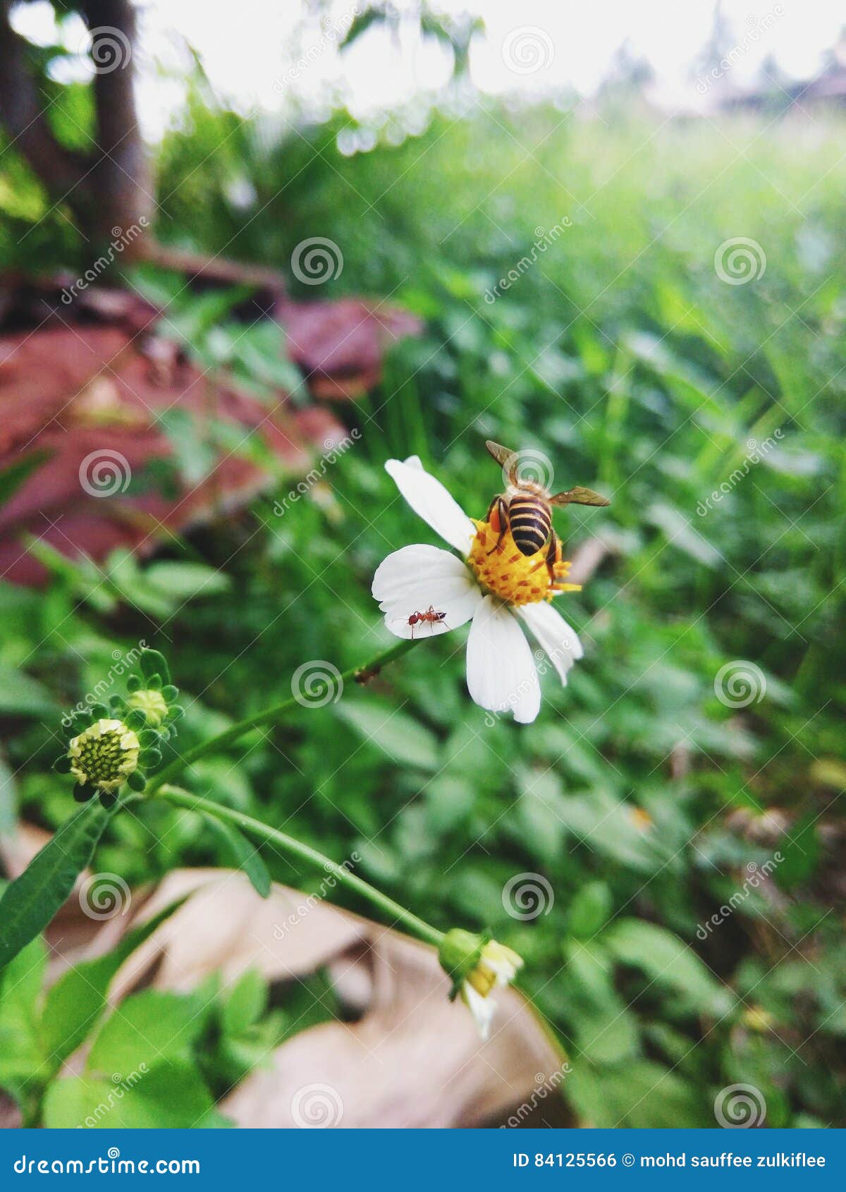 Bee looking for honey stock photo. Image of preset, looking - 84125566