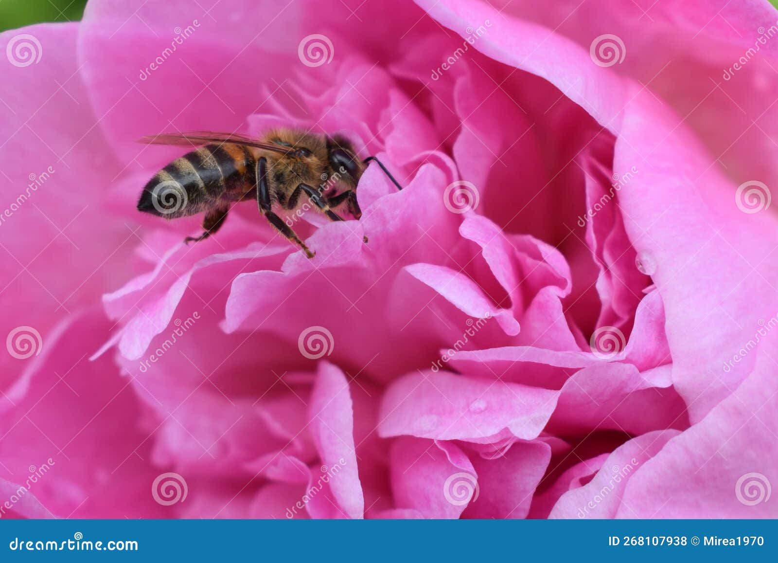 Bee Looking for Pollen and Nectar on a Pink Peony Stock Photo - Image ...