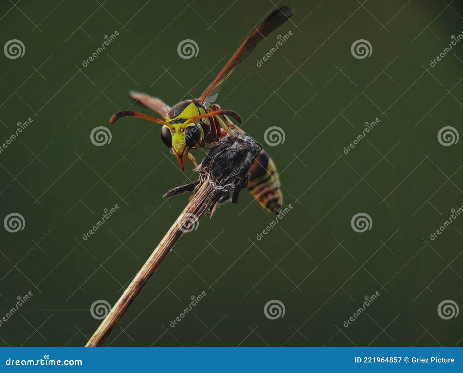 A Bee is Looking at You on a Tree Branch Stock Image - Image of looking ...