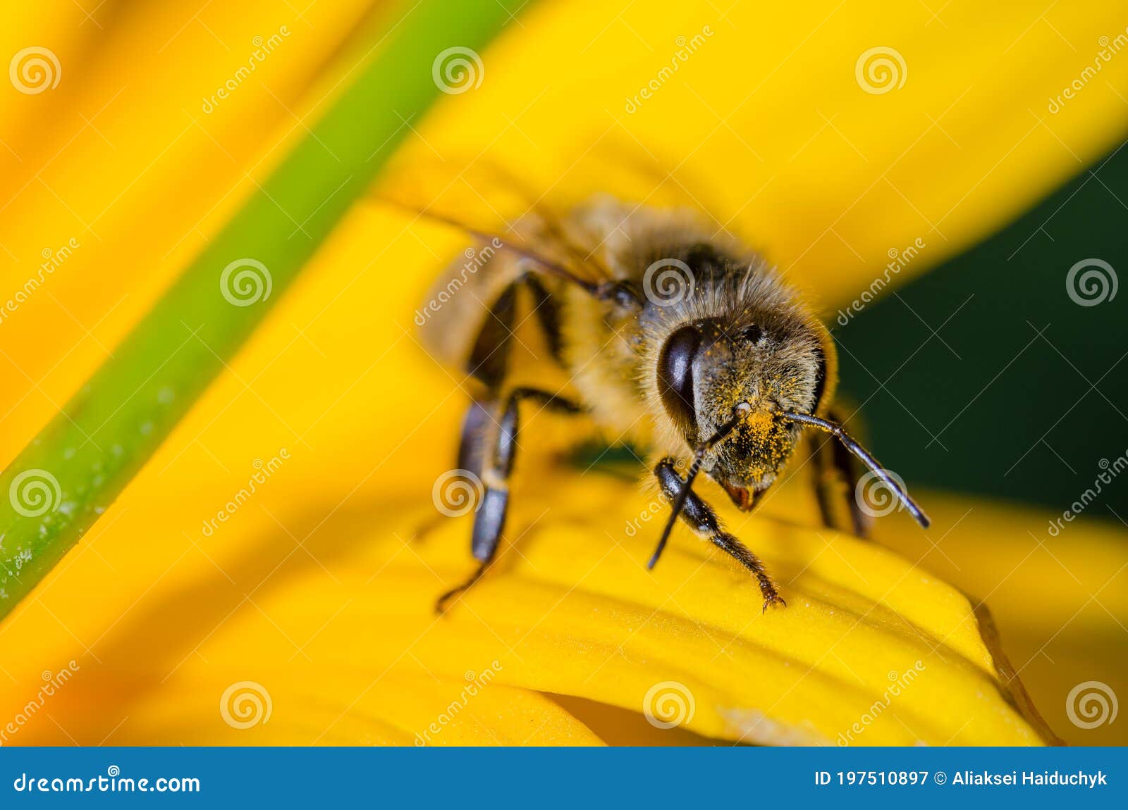 Bee Looks Upright Sitting on a Yellow Flower/bee Pollinates Yellow ...
