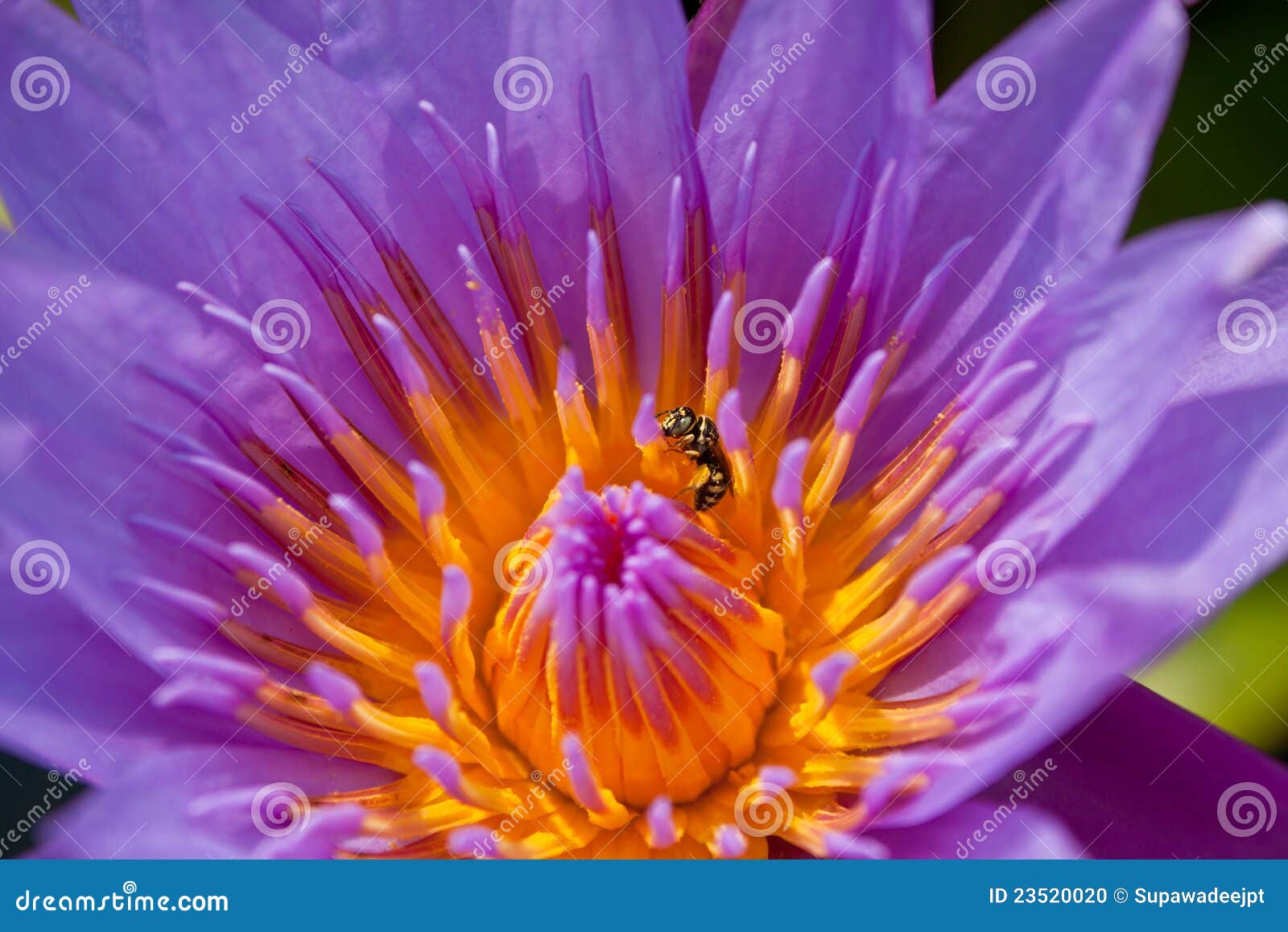 Bee in lotus stock photo. Image of garden, natural, pond - 23520020