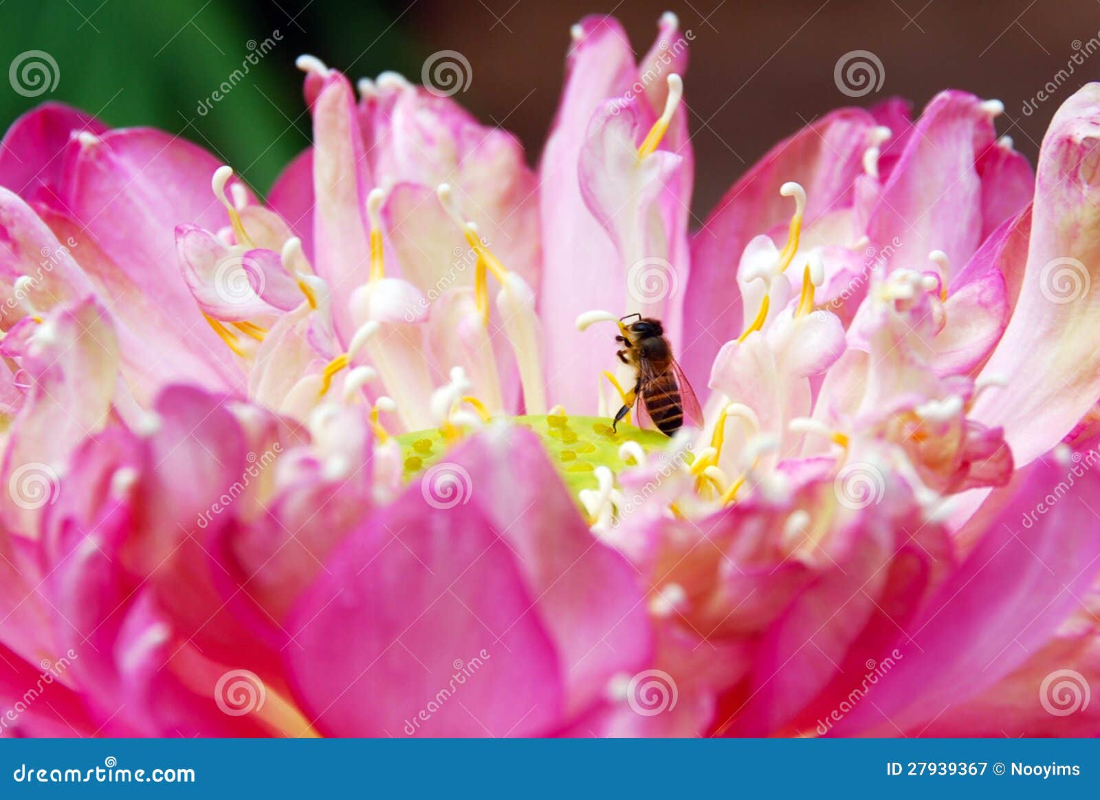 Bee and lotus stock image. Image of lake, garden, lotus - 27939367