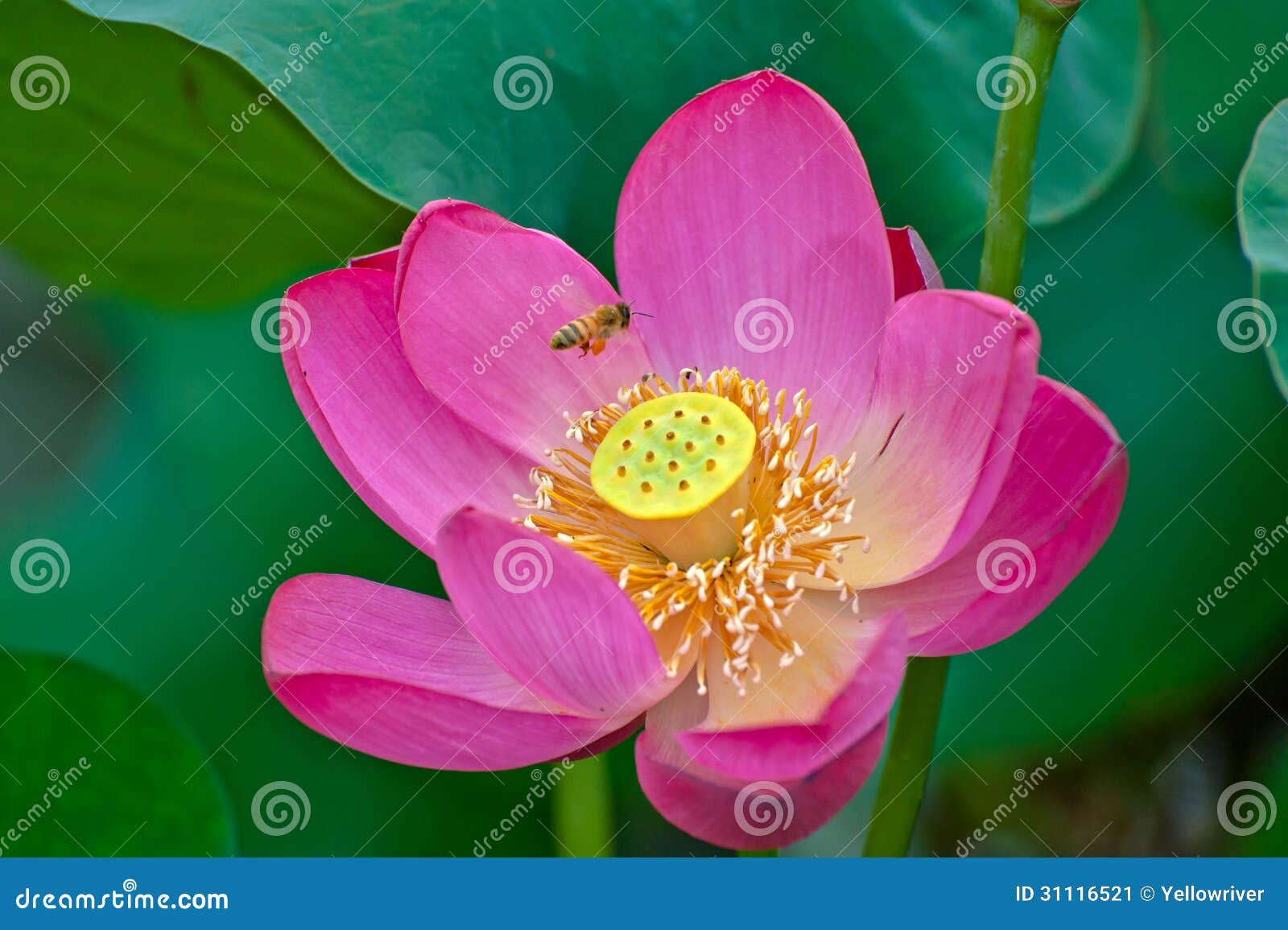 Bee and lotus stock image. Image of blooming, flower - 31116521