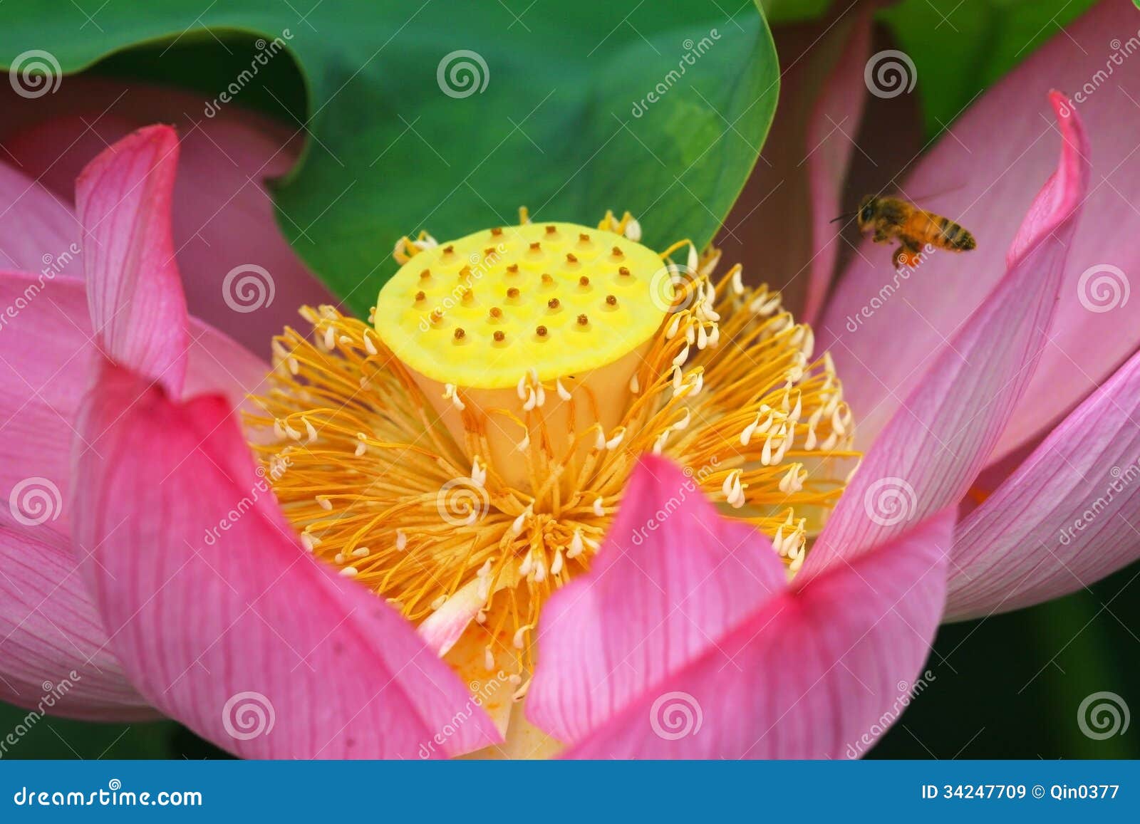 Bee and lotus stock image. Image of blooming, clear, bees - 34247709
