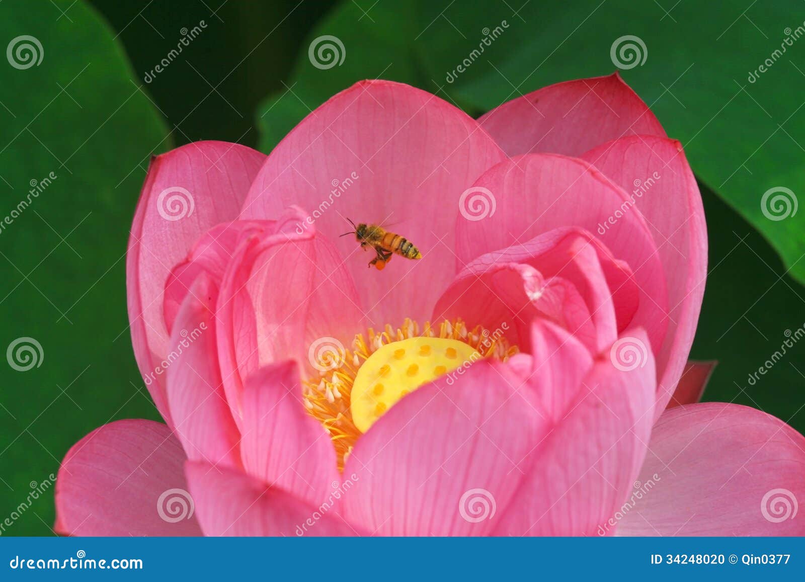 Bee and lotus stock photo. Image of aquatic, hard, floral - 34248020