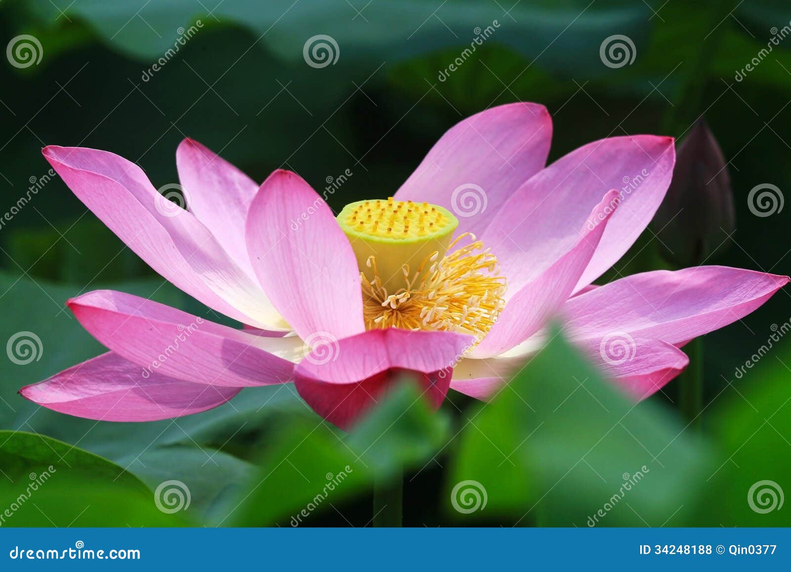 Bee and lotus stock photo. Image of bright, clear, floral - 34248188
