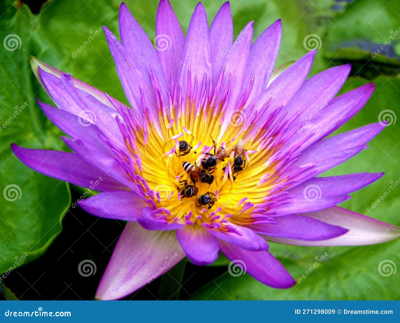 Bee and lotus flower. stock image. Image of flower, animal - 271298009