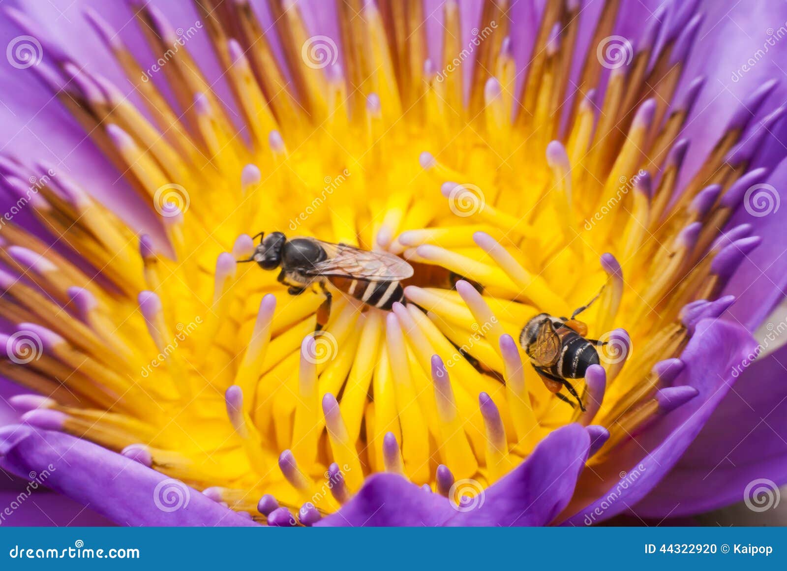 Bee and lotus flower. stock photo. Image of green, flora - 44322920