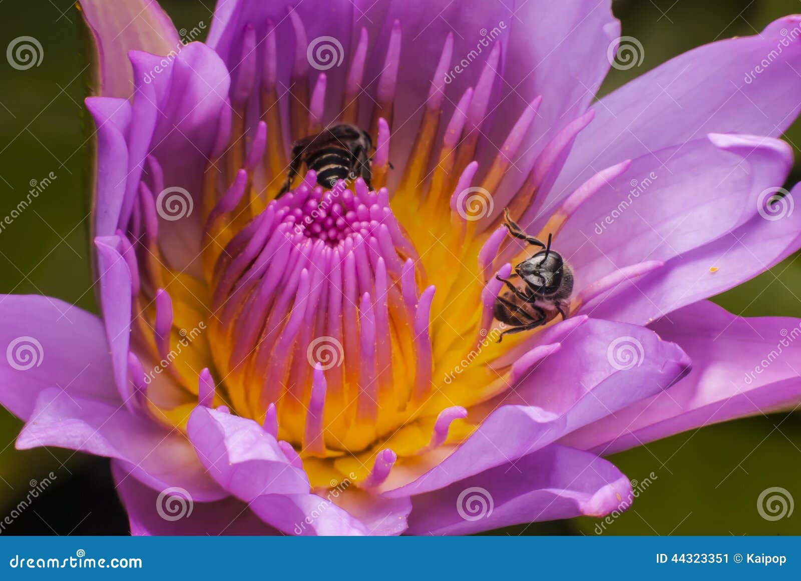 Bee and lotus flower. stock image. Image of decoration - 44323351
