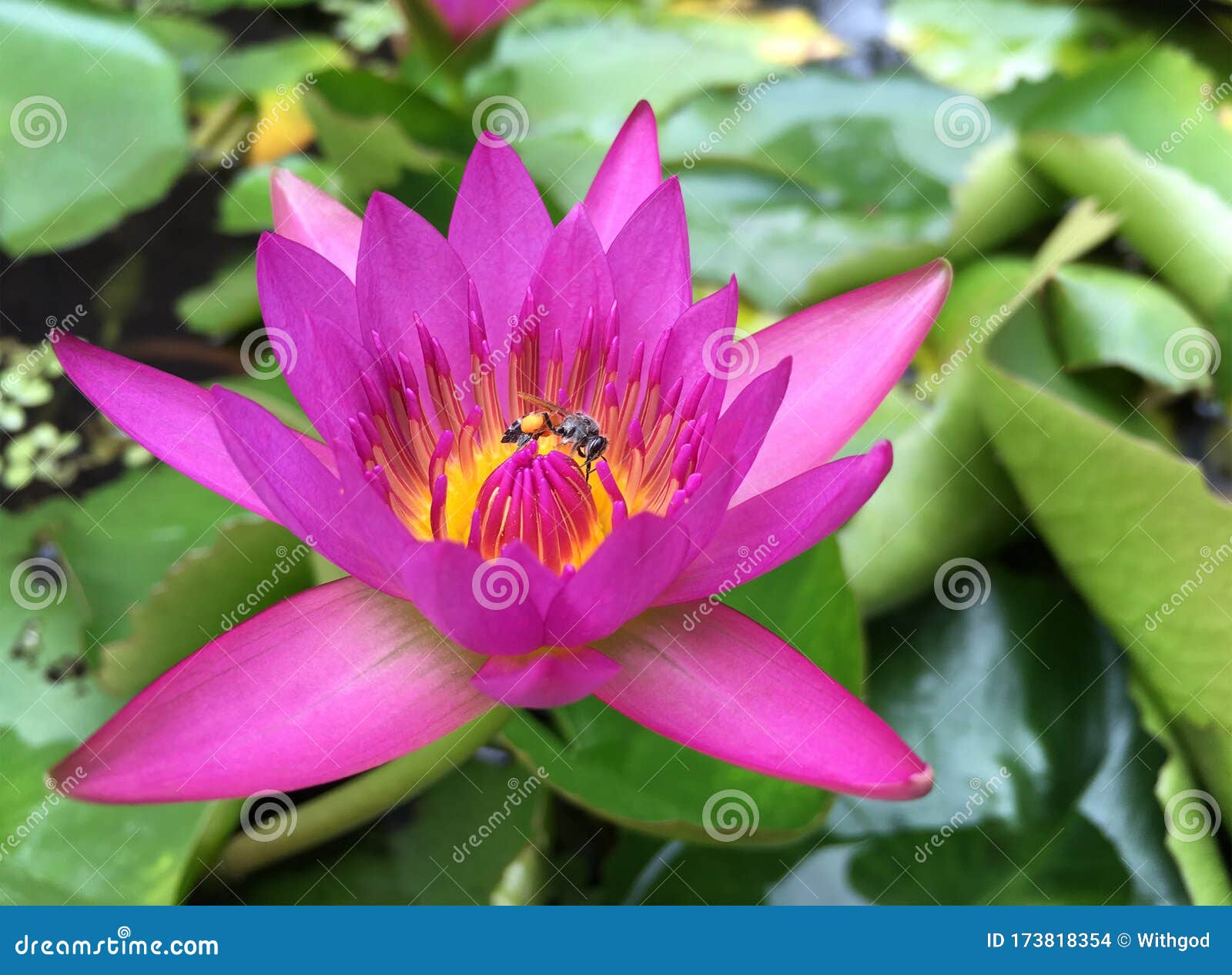 Bee on lotus flower stock photo. Image of collect, open - 173818354