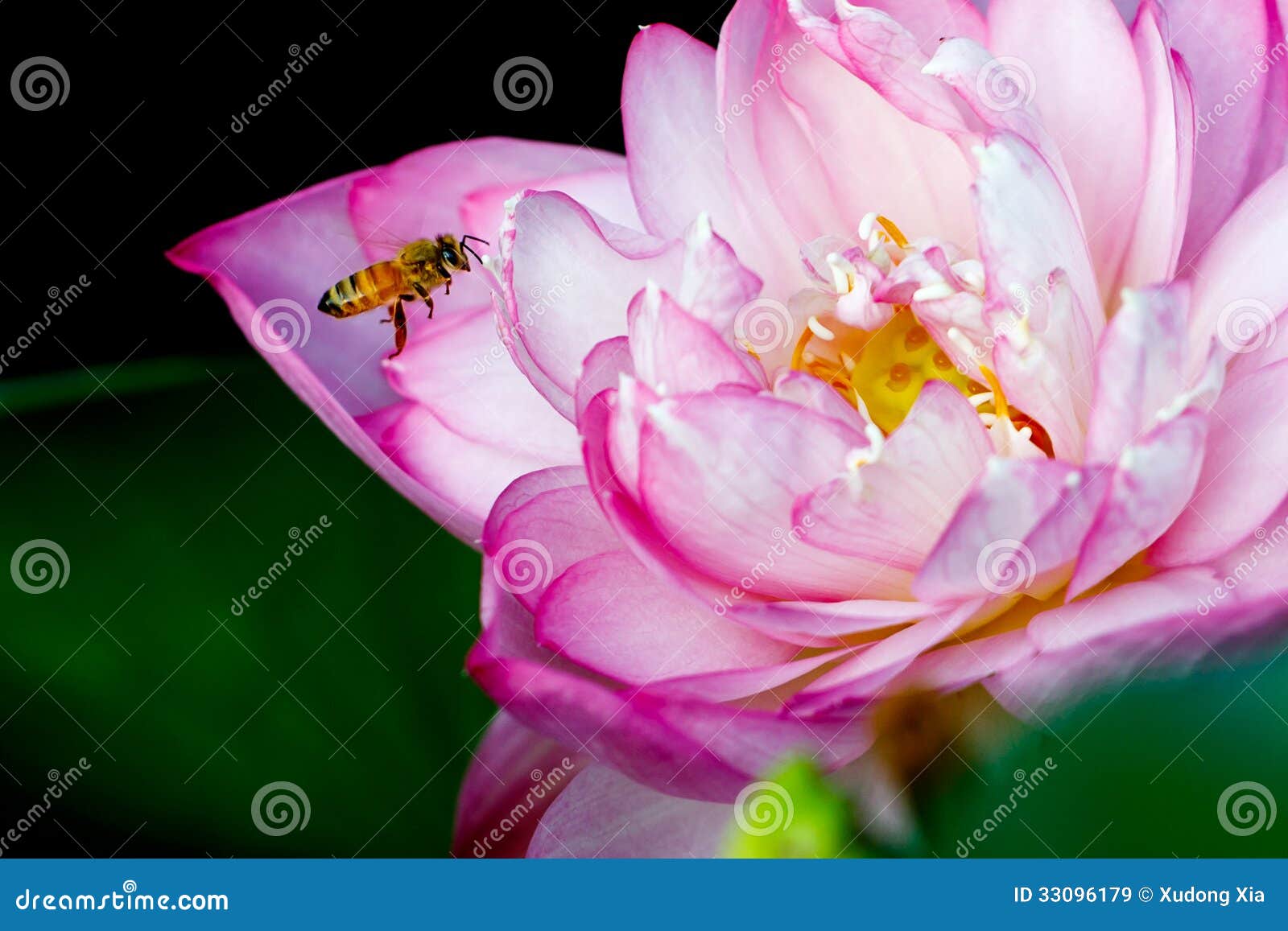 Bee and lotus stock image. Image of summer, lily, water - 33096179