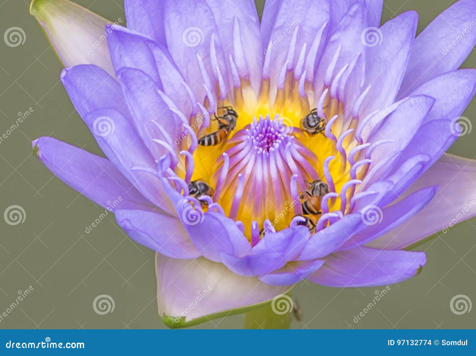 Bee on Lotus Flower in Macro Shot Stock Photo - Image of animal, bloom ...
