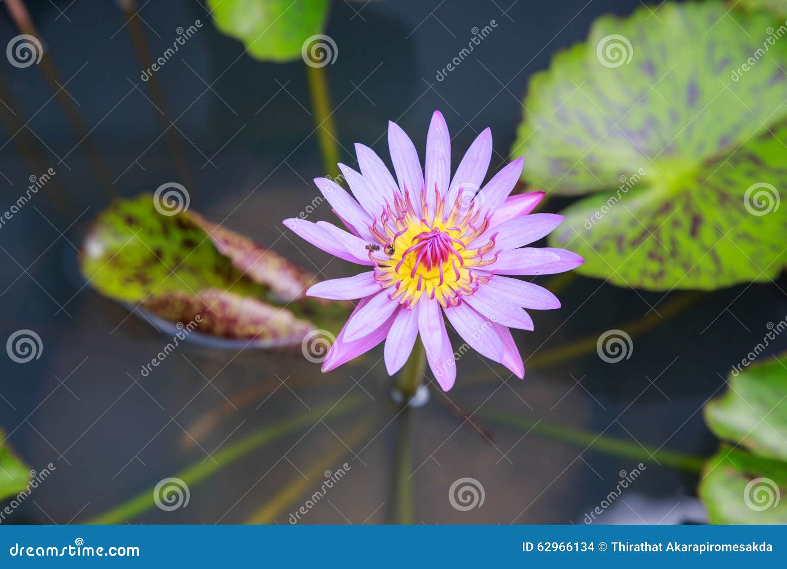 Bee and lotus flower stock photo. Image of flowers, purple - 62966134