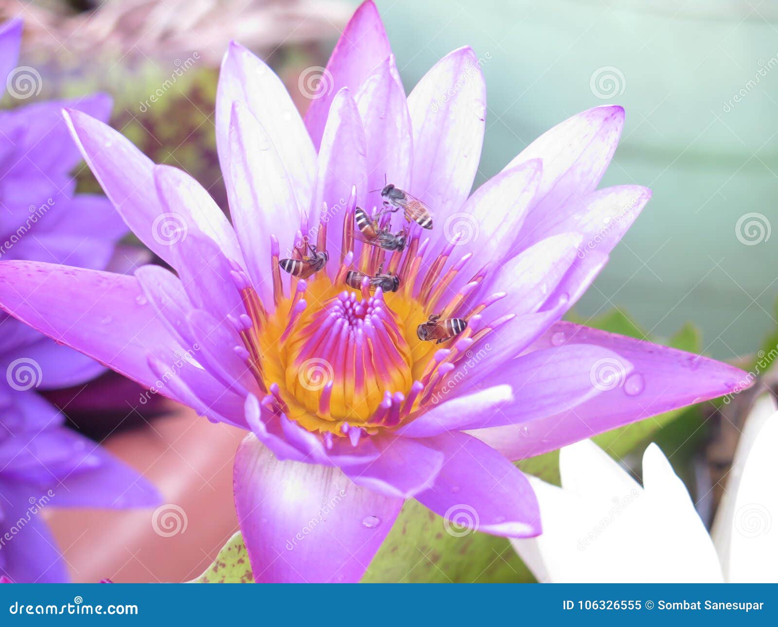 Bee on Lotus flower stock image. Image of close, lotus - 106326555