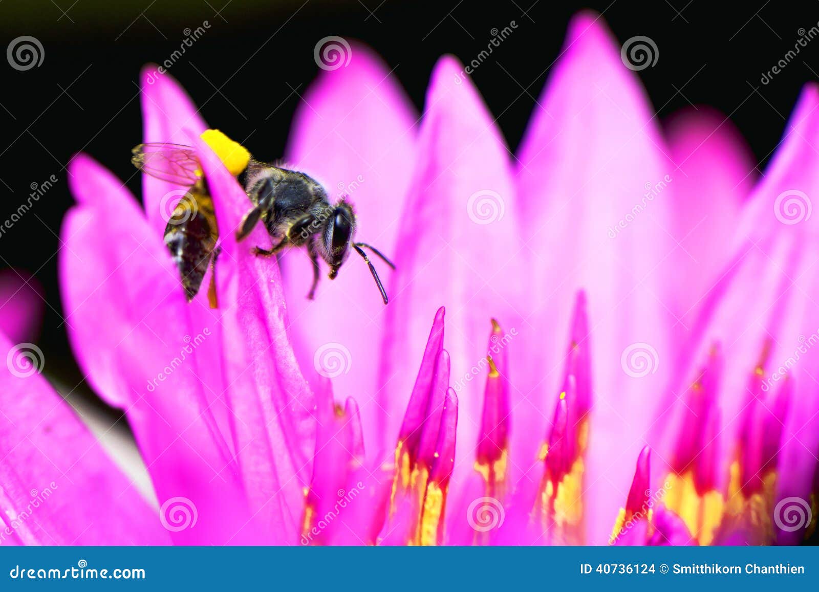Bee with lotus stock photo. Image of background, wing - 40736124