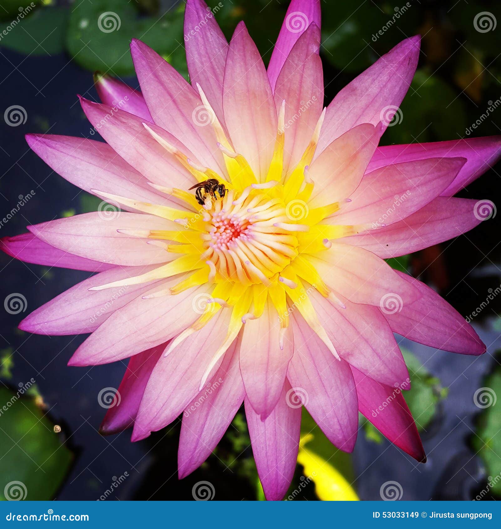 Bee and Lotus editorial stock image. Image of beuatiful - 53033149