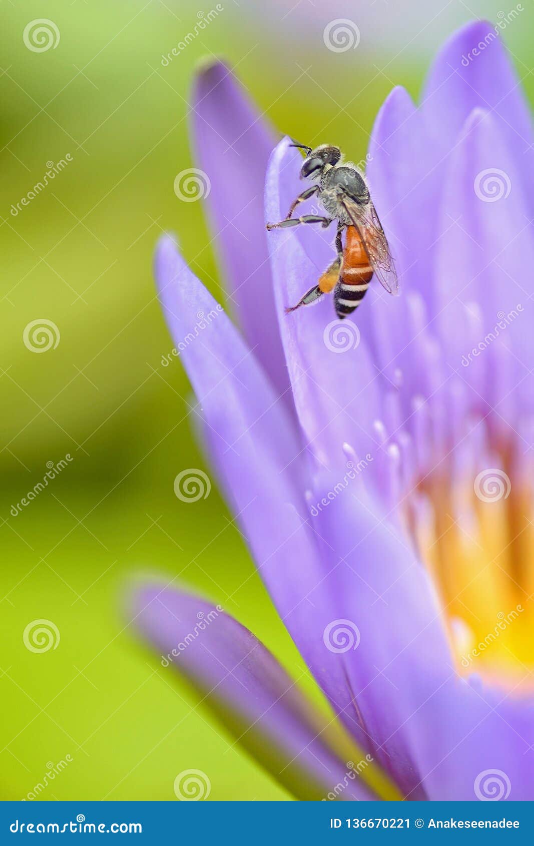 Bee on lotus stock image. Image of bloom, petal, natural - 136670221