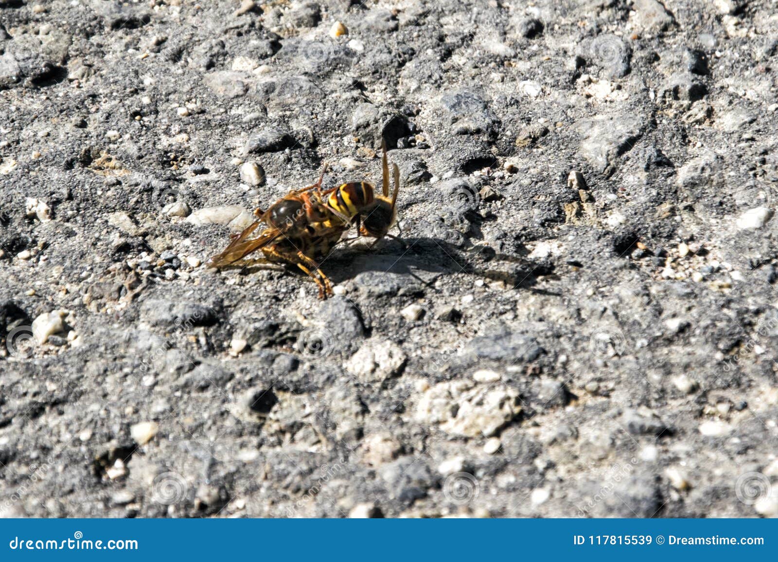Bee love stock image. Image of sunny, pavement, love - 117815539