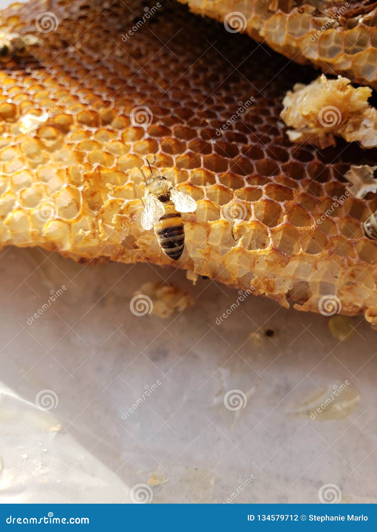 Bee love stock photo. Image of honeycomb, close, love - 134579712