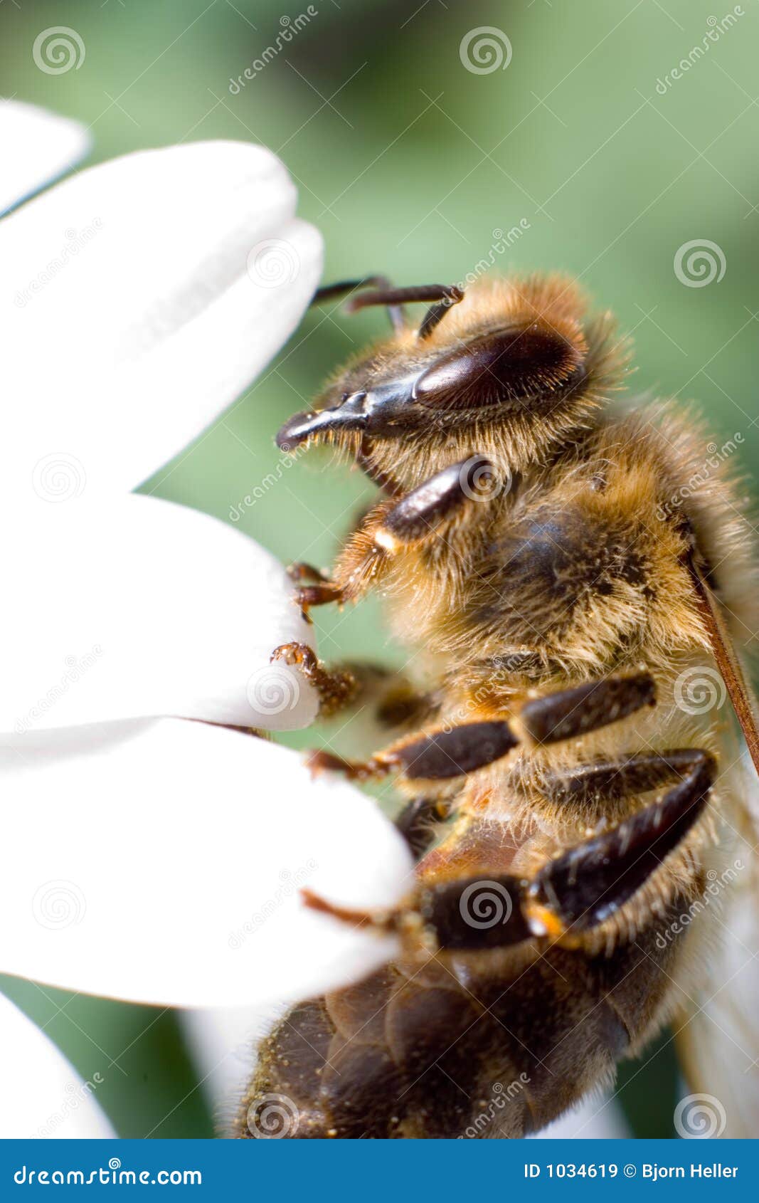 Bee macro stock image. Image of nectar, wing, pollen, flower - 1034619