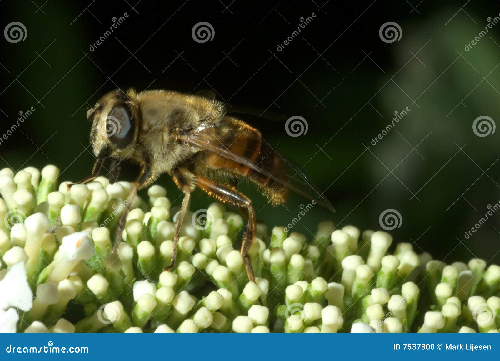 Bee macro stock photo. Image of flower, wing, close, insect - 7537800