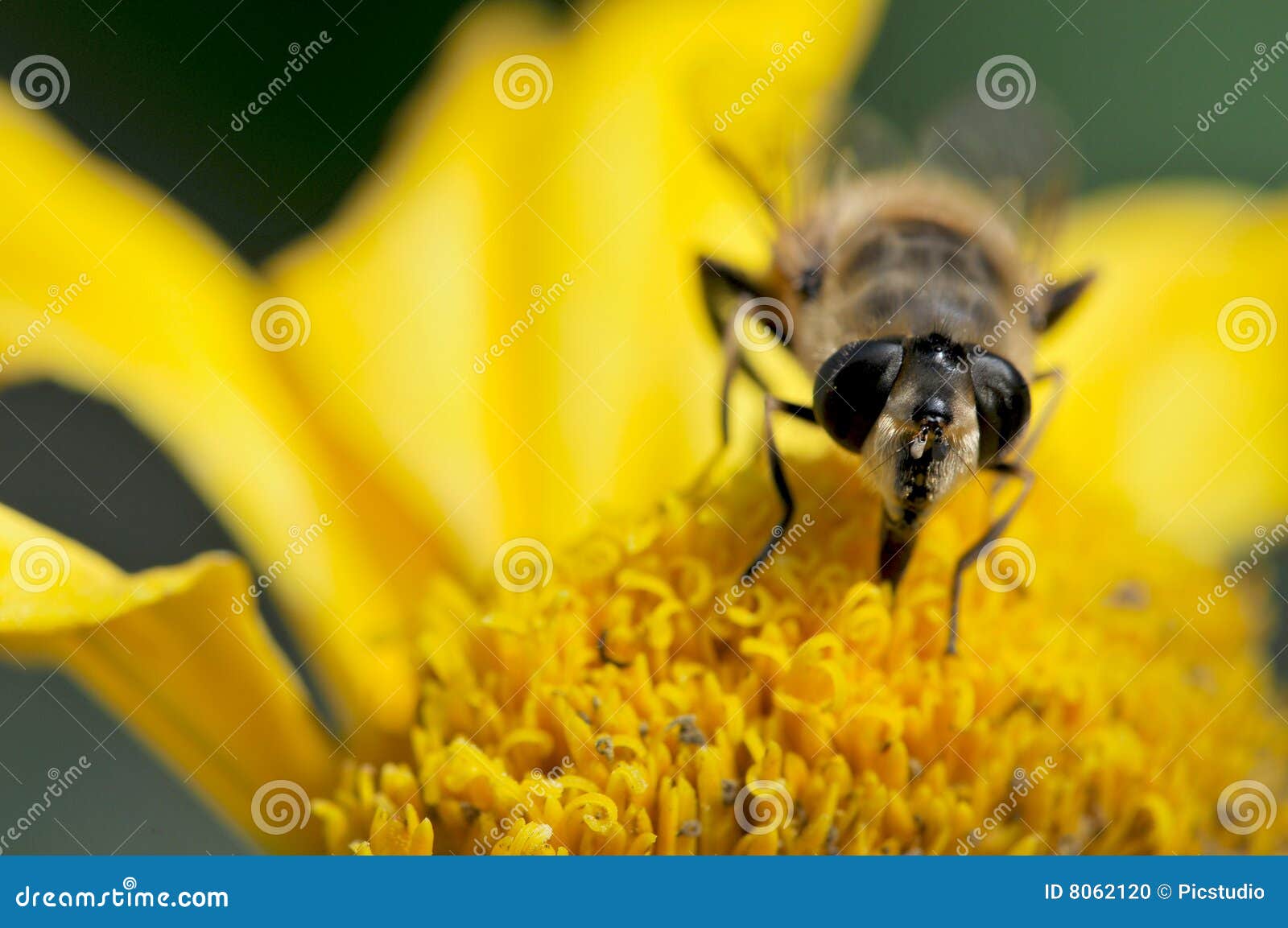 Bee macro stock photo. Image of pollination, working, wild - 8062120