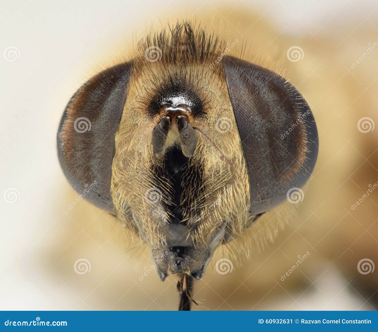 Bee macro head shot stock image. Image of miniature, closeup - 60932631